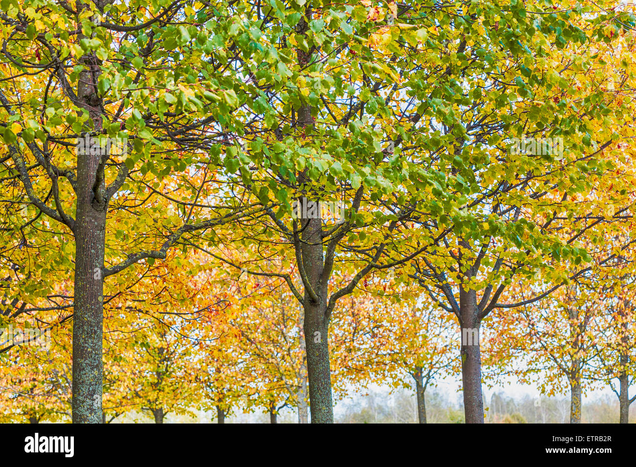 avenue of trees in autumn Stock Photo - Alamy