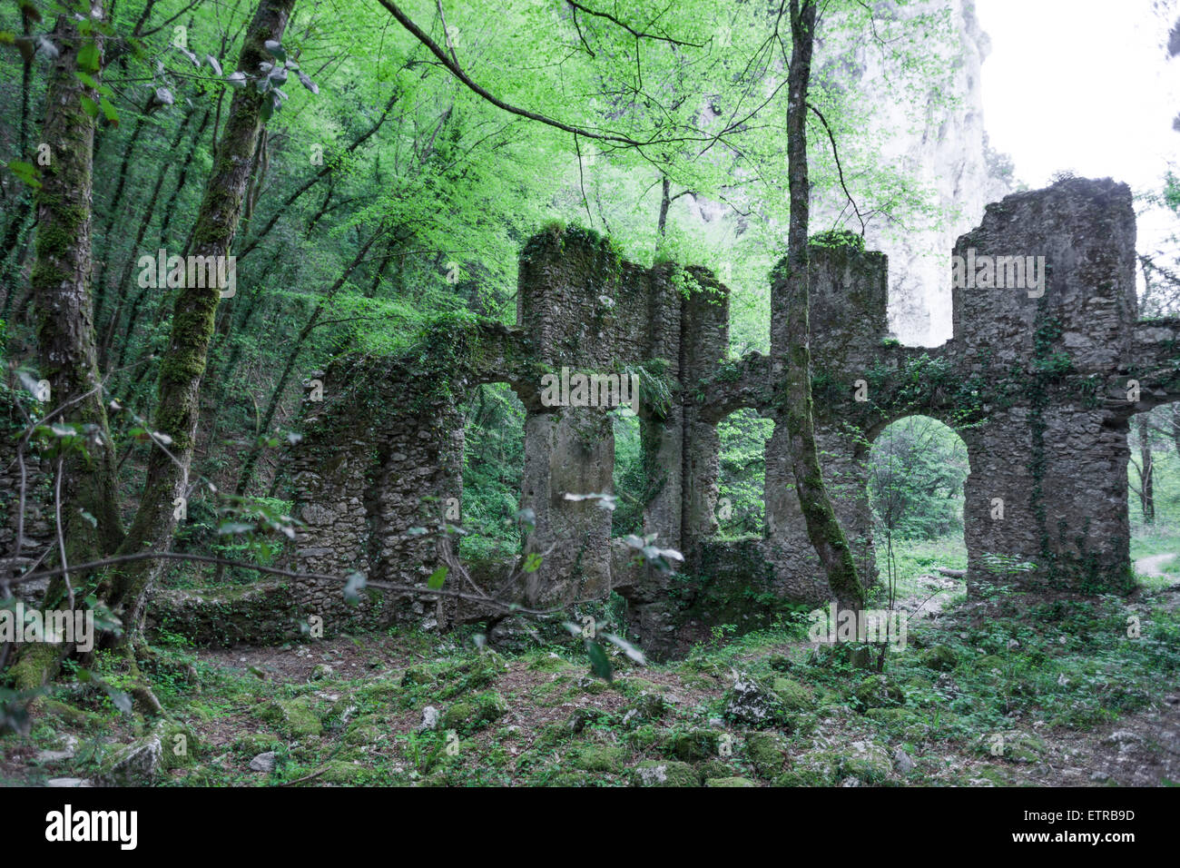 Ruin in a forest Stock Photo - Alamy