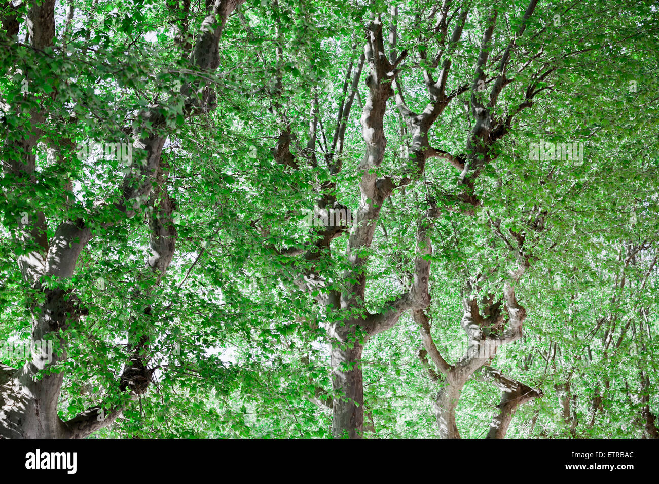 Deciduous forest tree hi-res stock photography and images - Alamy