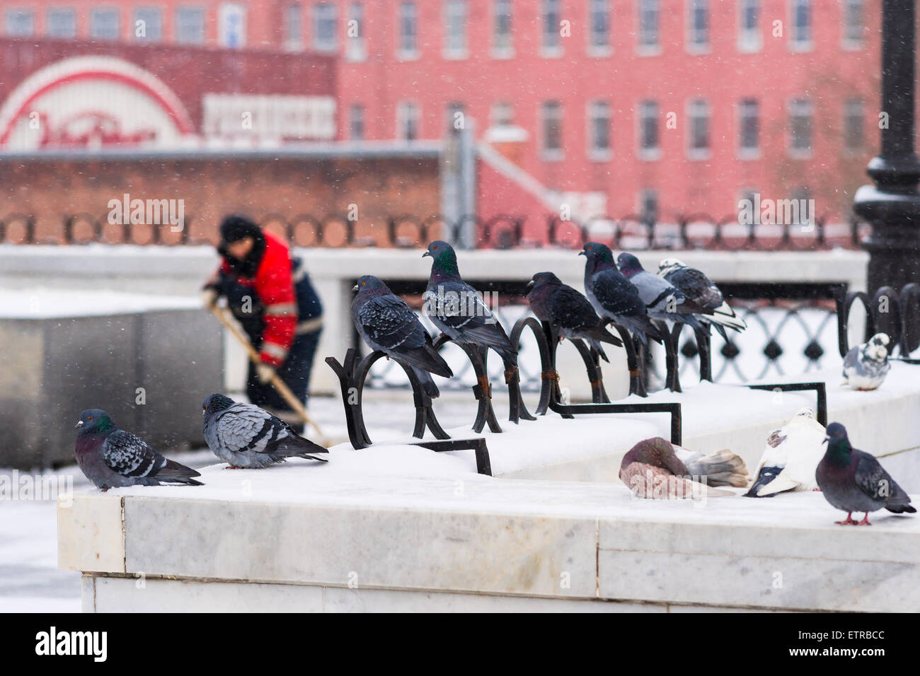Dove on parapet hi-res stock photography and images - Alamy