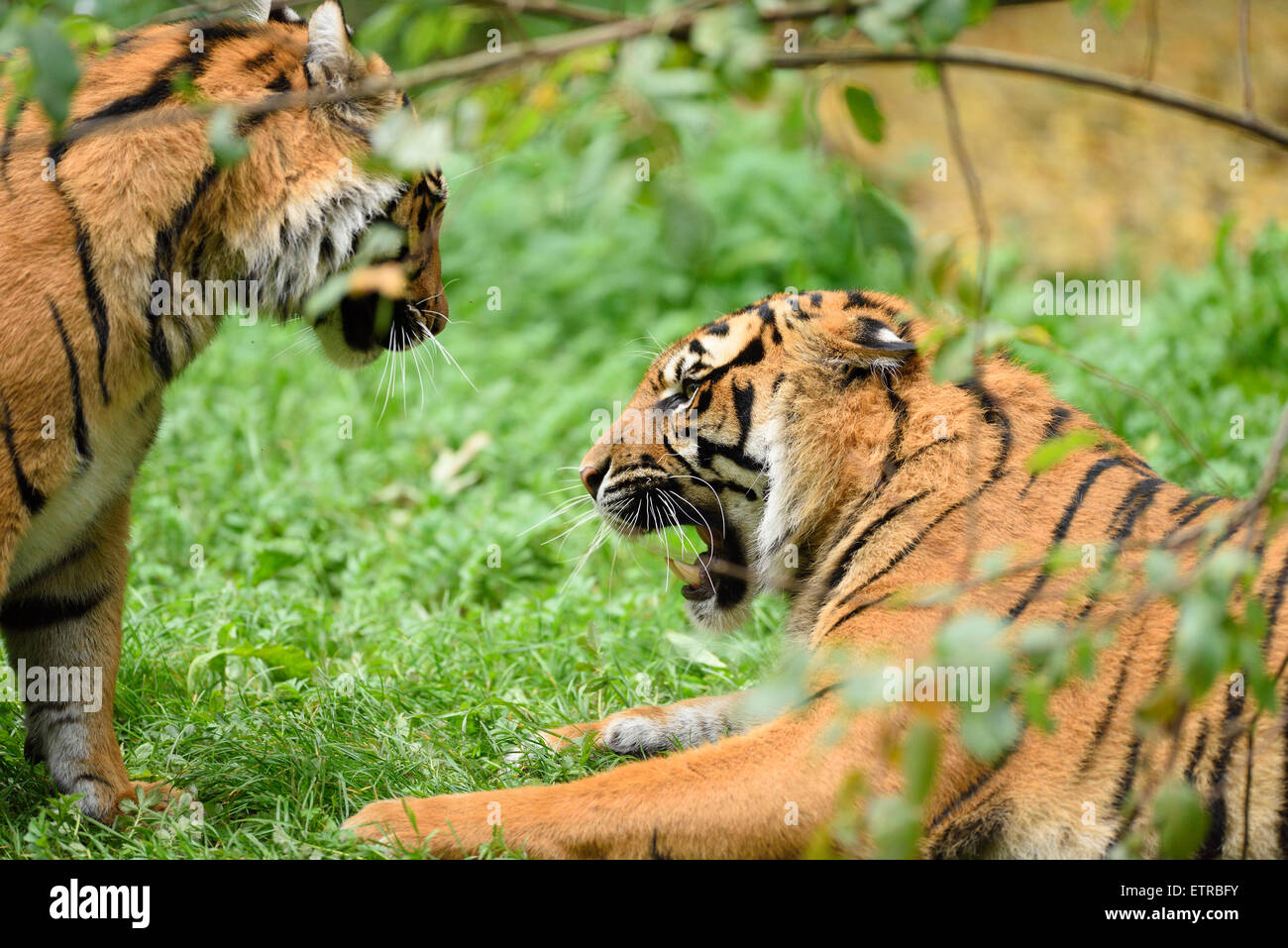 Sumatra tiger, Panthera tigris sumatrae, side view, hiss Stock Photo ...