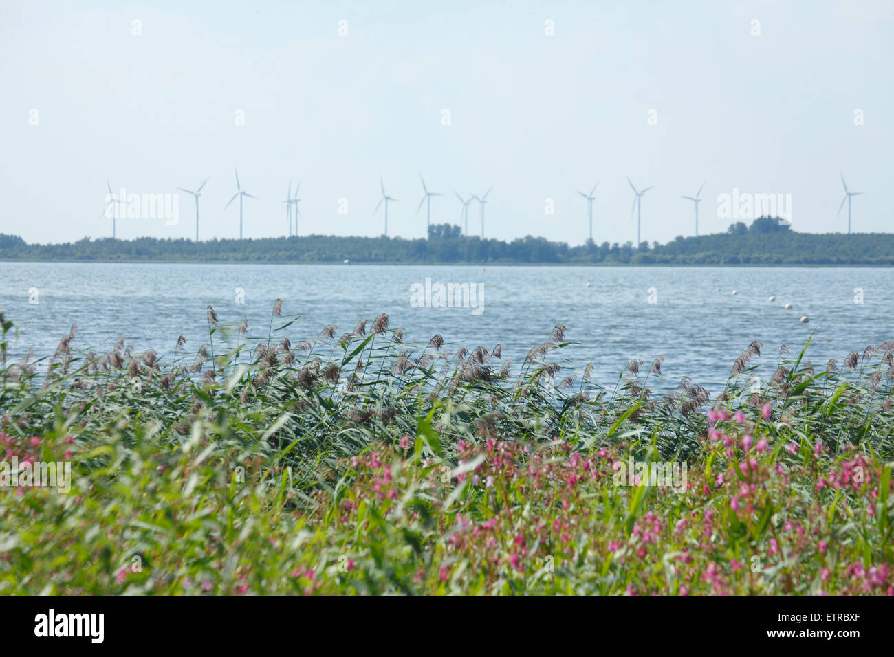Lembruch, waterfront with grass at Dümmersee Stock Photo - Alamy
