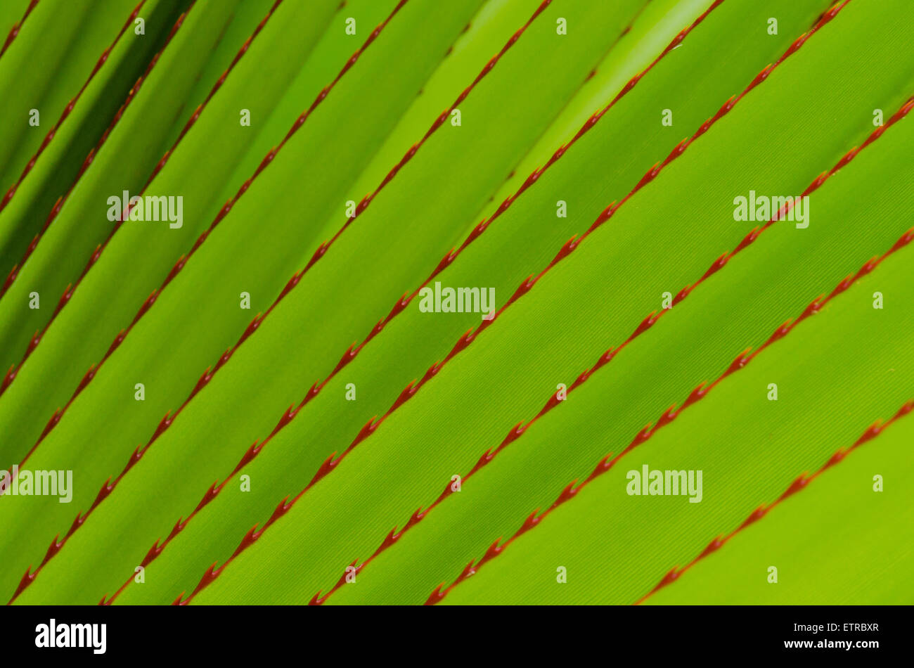Sharp edges plant hi-res stock photography and images - Alamy