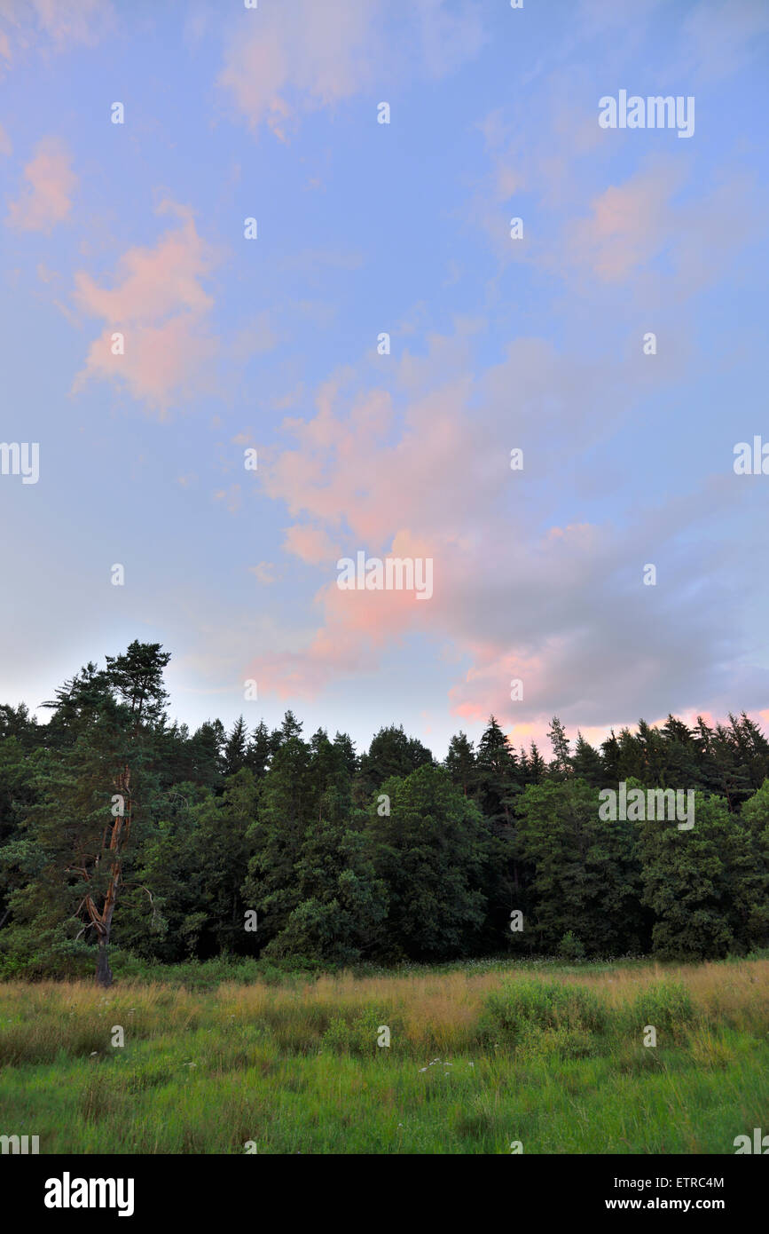 Meadow forest edge hi-res stock photography and images - Alamy