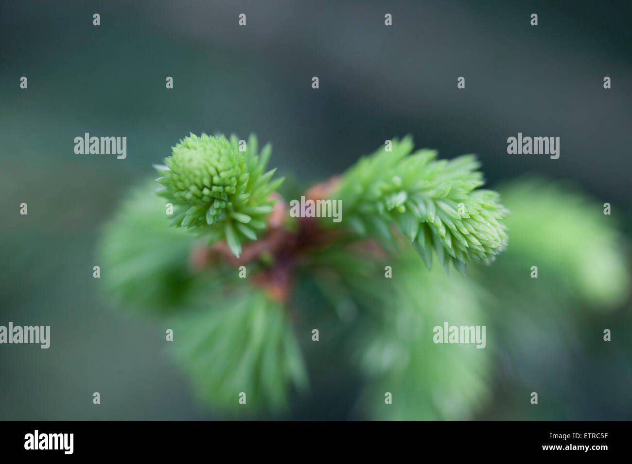 Common spruce picea abies austria hi-res stock photography and images ...
