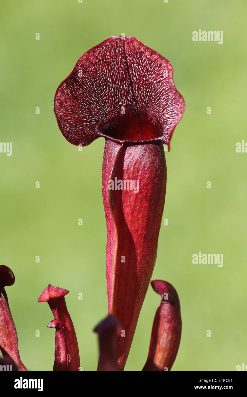 Pitcher plant, Sarracenia hybrid Stock Photo - Alamy