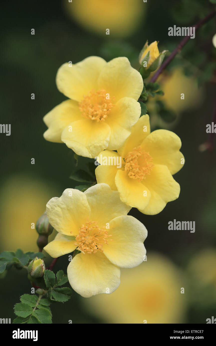 Gold rose hi-res stock photography and images - Alamy