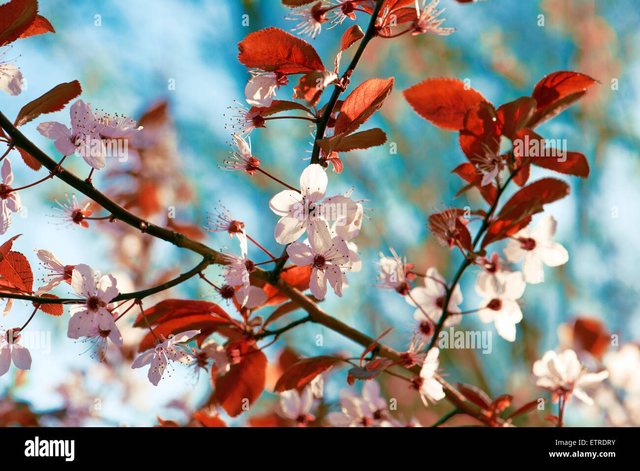 Cherry plum flowers in spring Stock Photo - Alamy