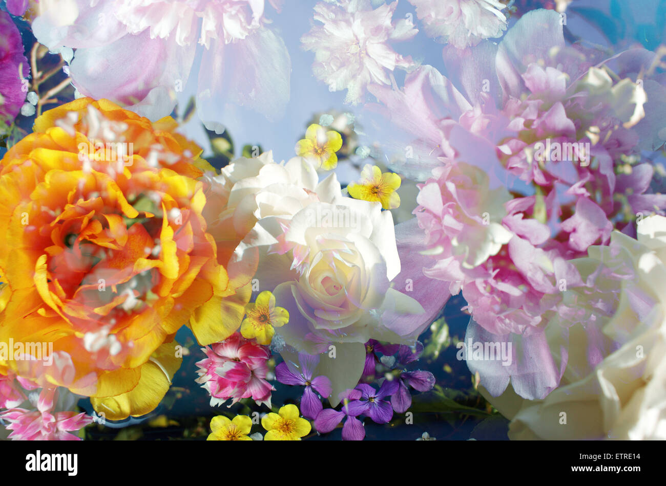 a floral montage Stock Photo - Alamy