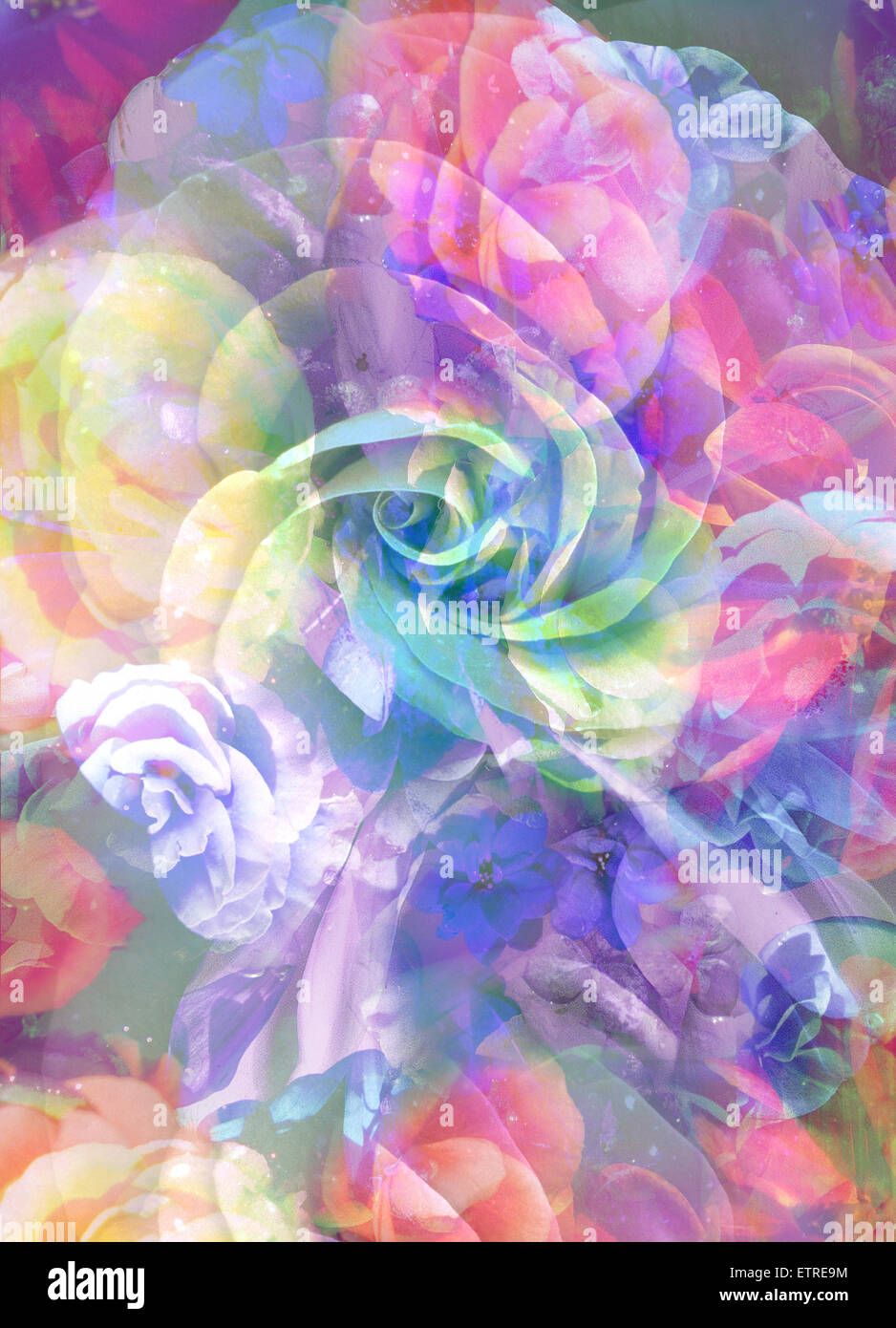 Multicolor rose hi-res stock photography and images - Alamy