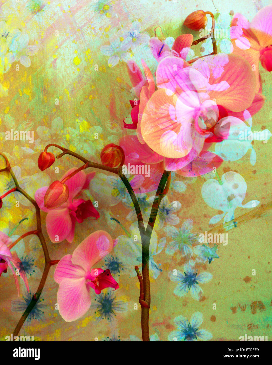 A Floral Montage Stock Photo - Alamy