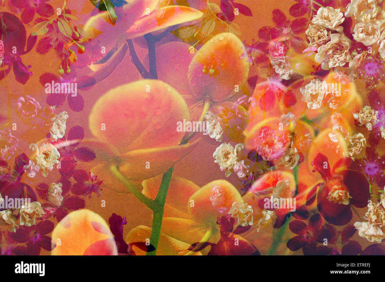 photographic layer work from flowers Stock Photo - Alamy