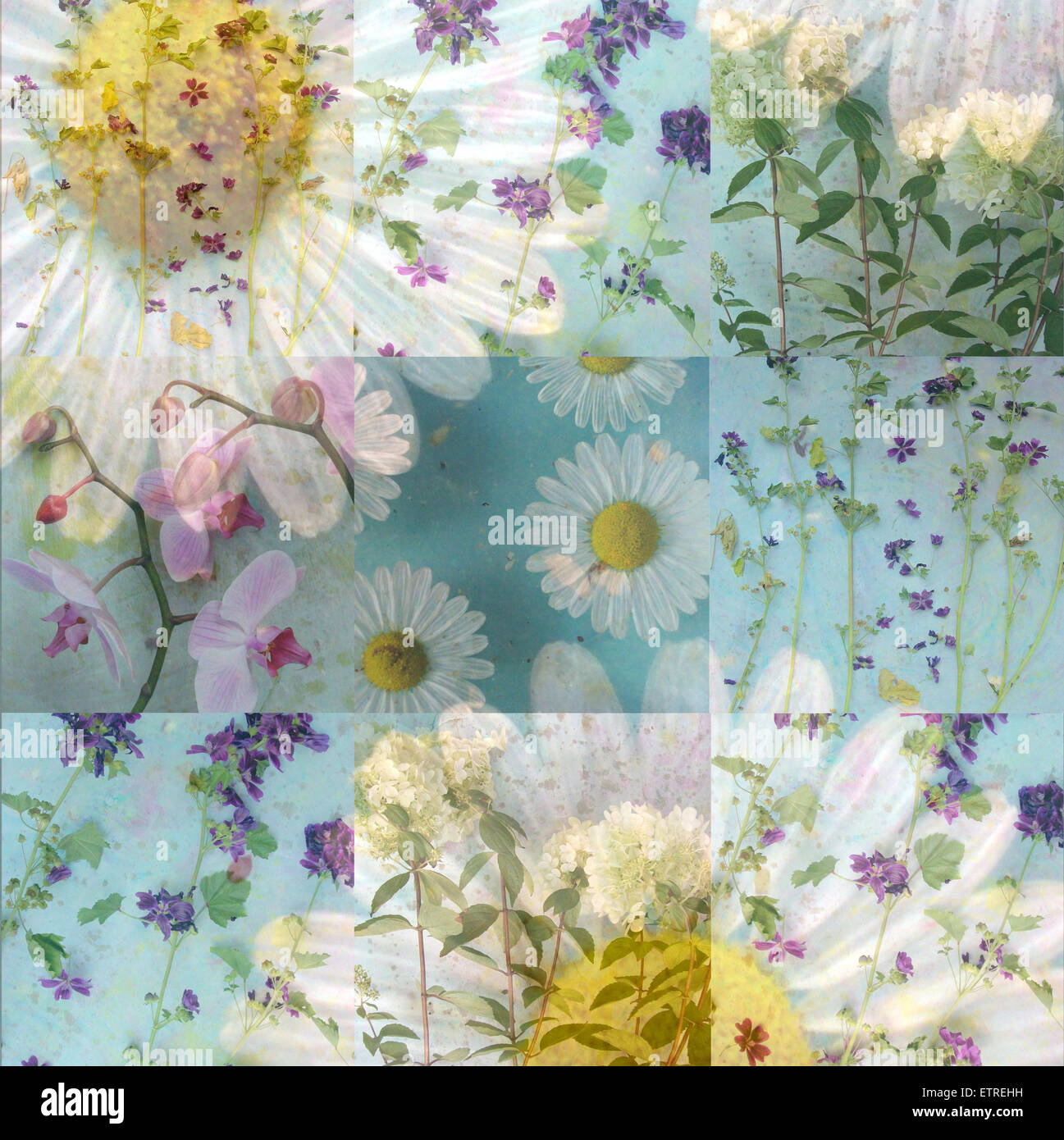 estival flower collage Stock Photo - Alamy