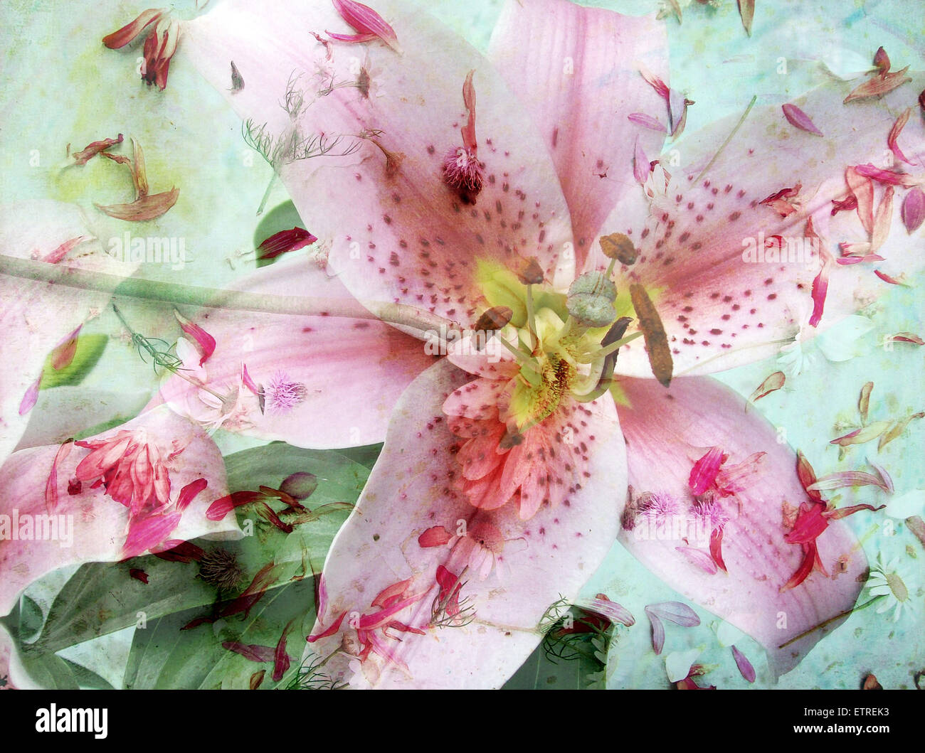 A dreamy romantic Floral Montage of a lily with petals, photography ...