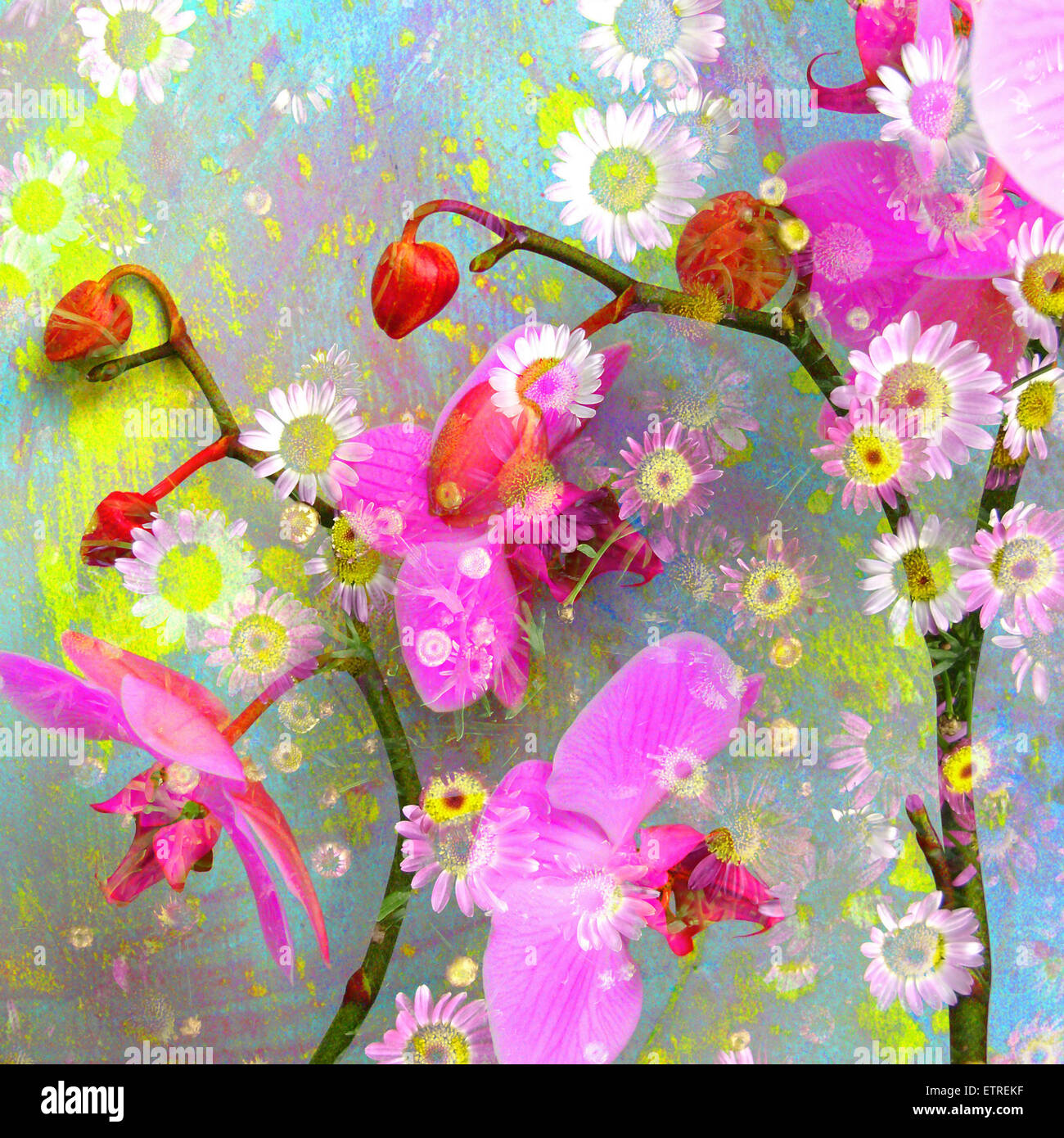 A Floral Montage with pink orchid and daisy Stock Photo - Alamy