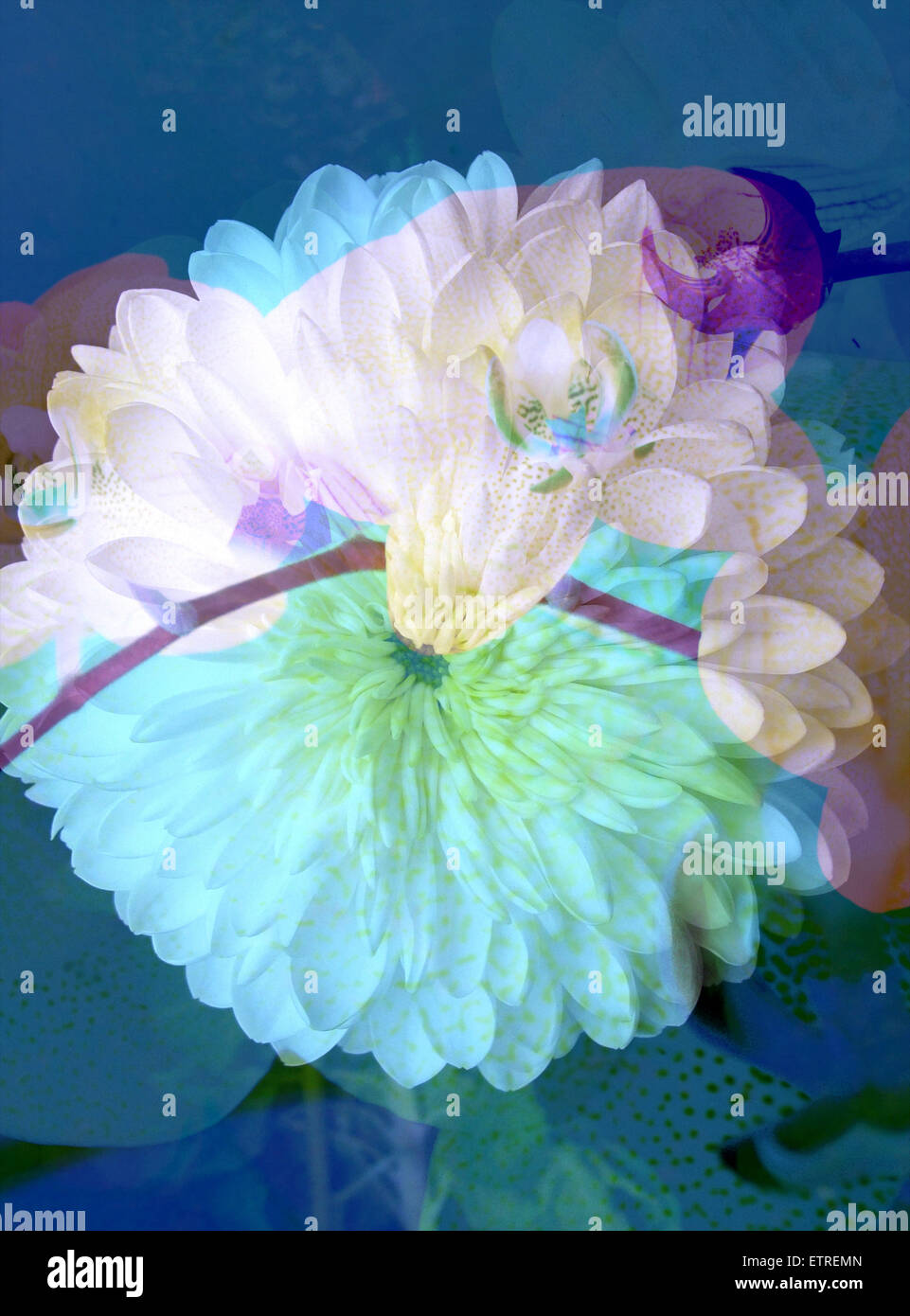 Floral Montage, photograph layer work of a dahlia and orchid Stock ...