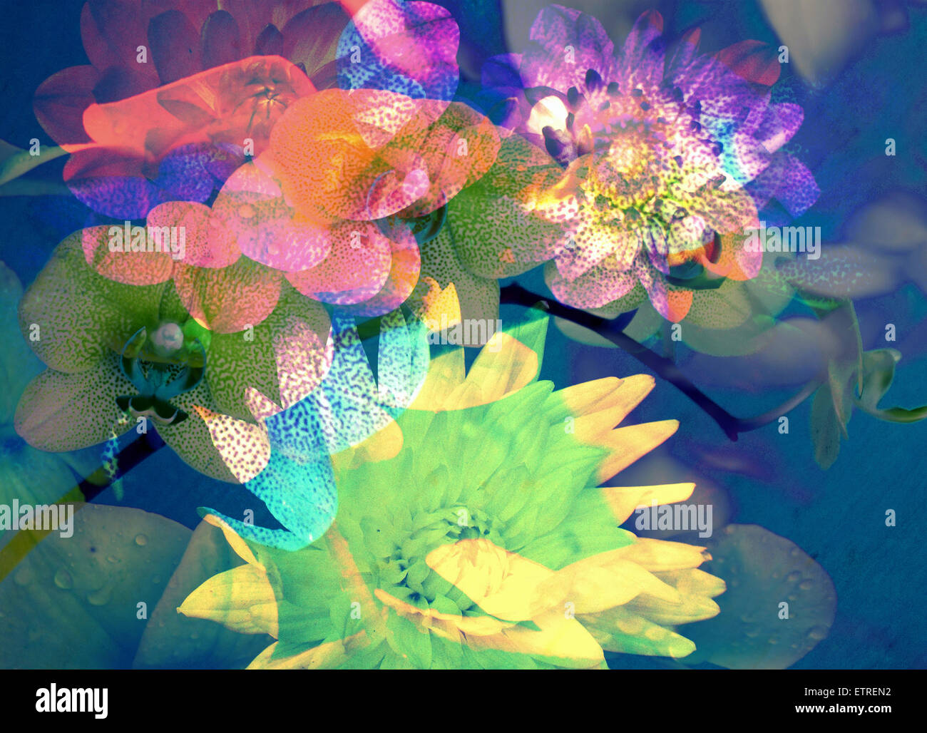 colorful translucent layer work from orchid and dahlia Stock Photo - Alamy