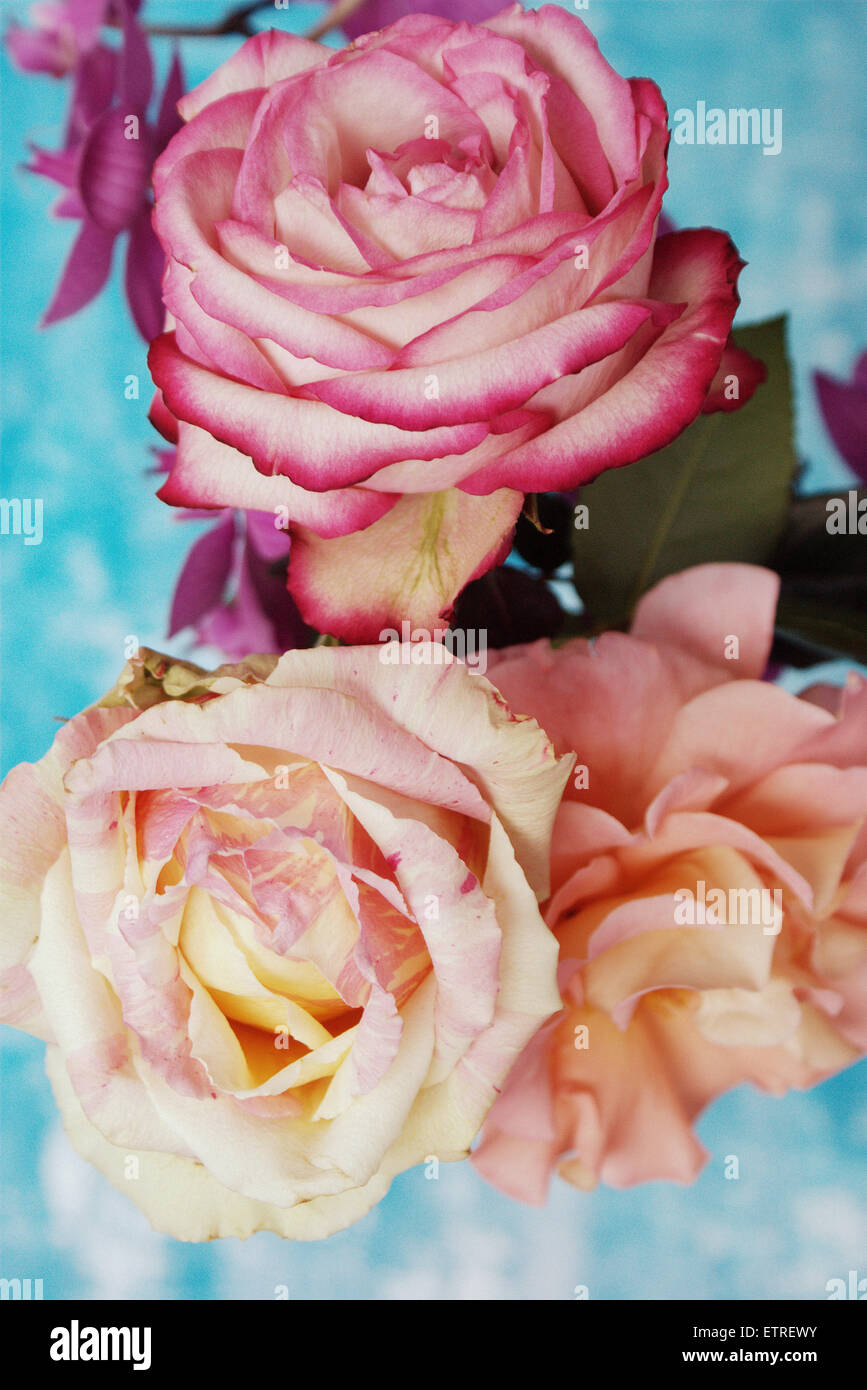 Light blue roses hi-res stock photography and images - Alamy