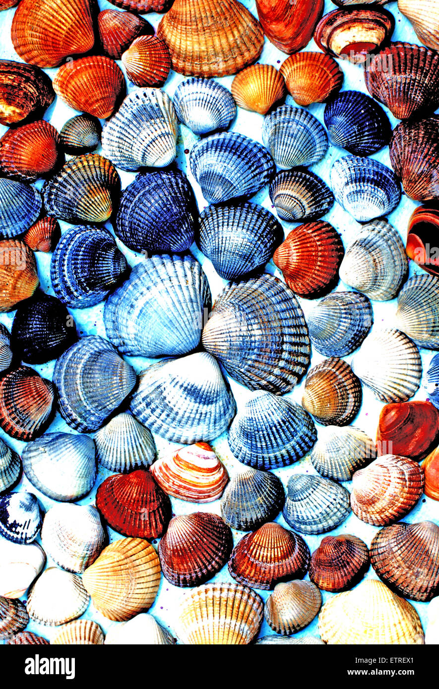 seashells from the north sea in different colors Stock Photo - Alamy