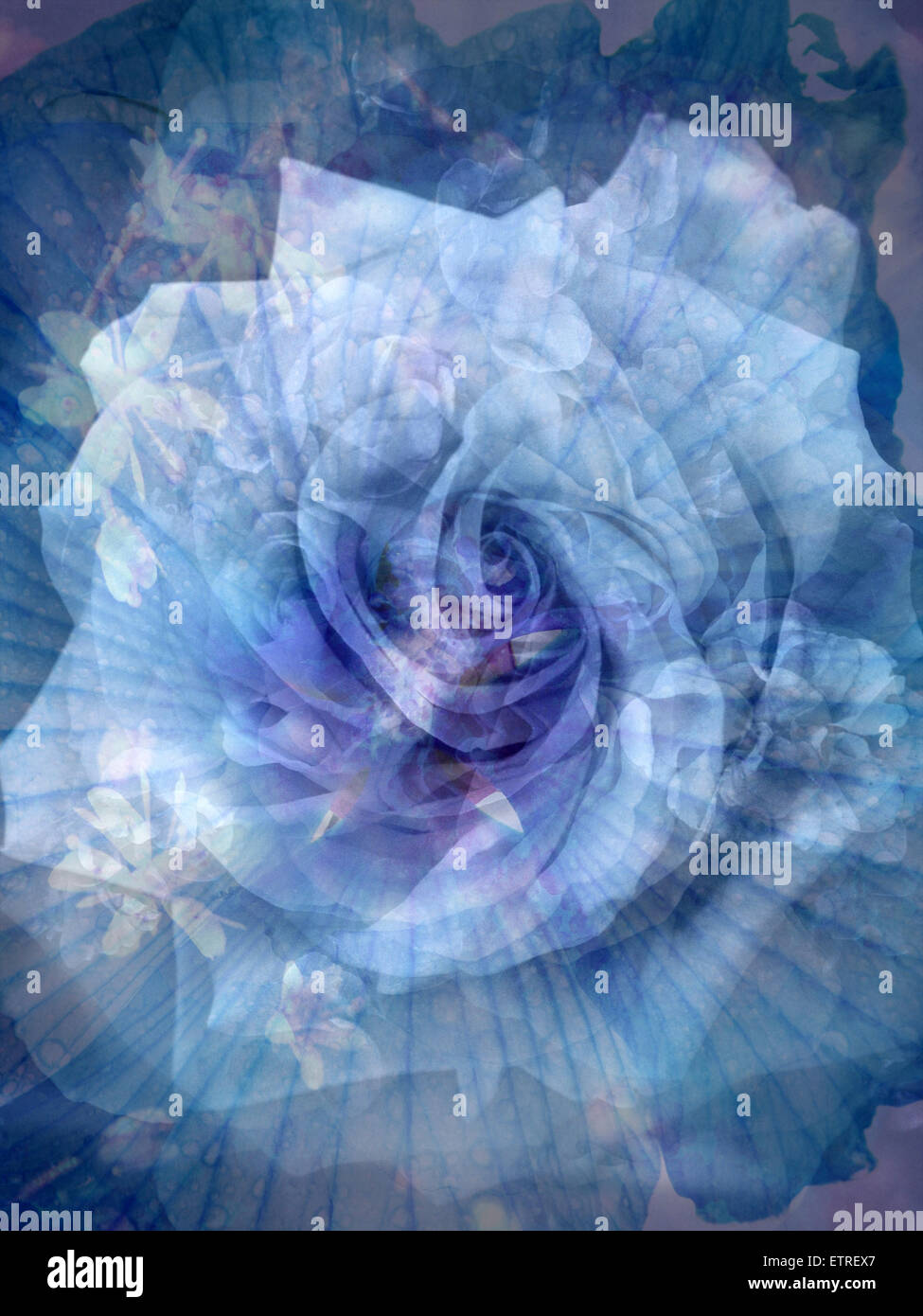 a translucent floral layer work of roses in blue tones Stock Photo - Alamy