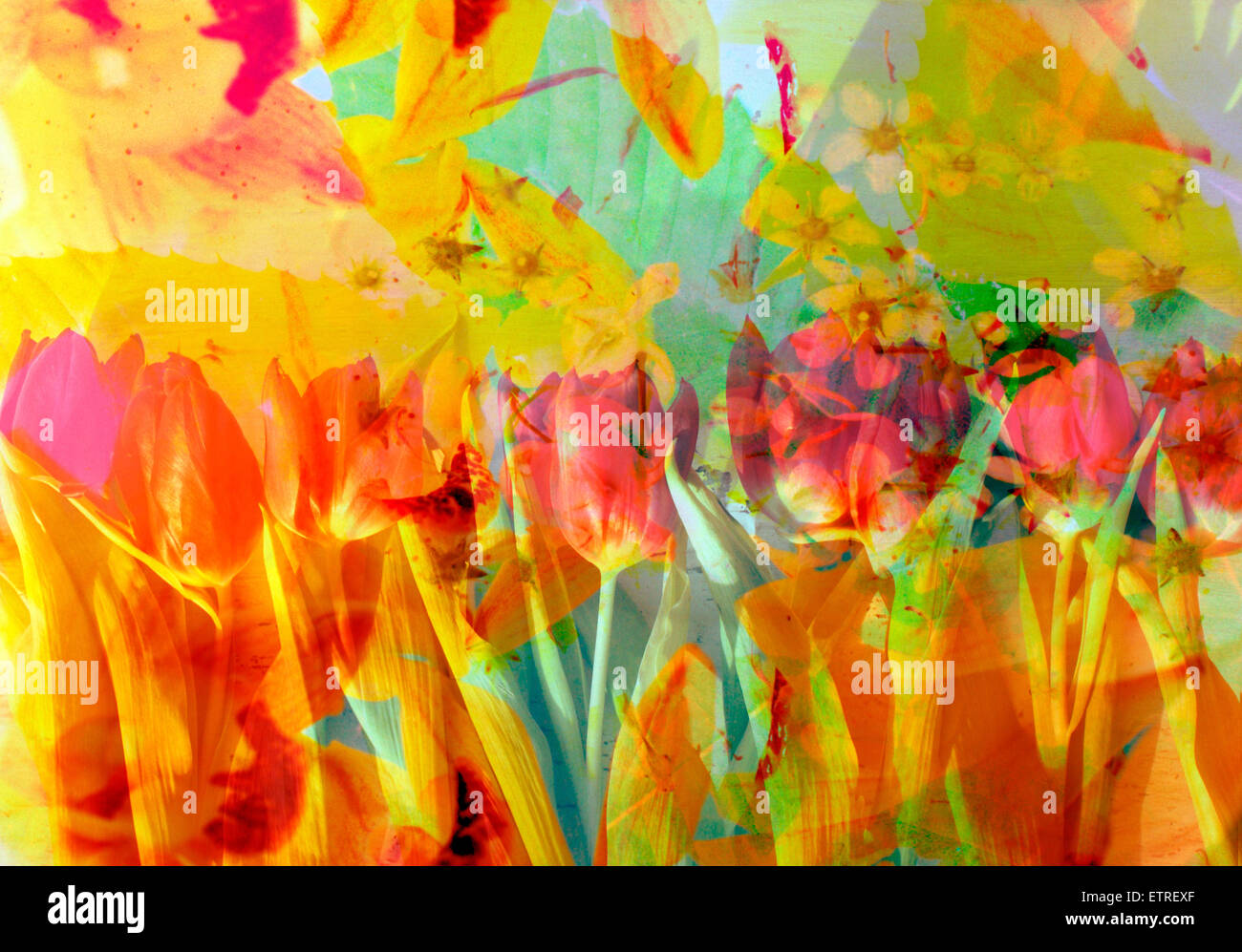 A Floral Montage, photograph, layer work of tulips and other flowers ...