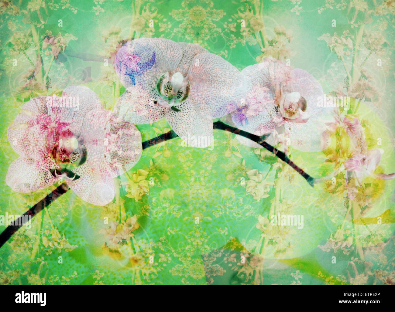 A Floral Montage, layer work from blooming flowers Stock Photo - Alamy