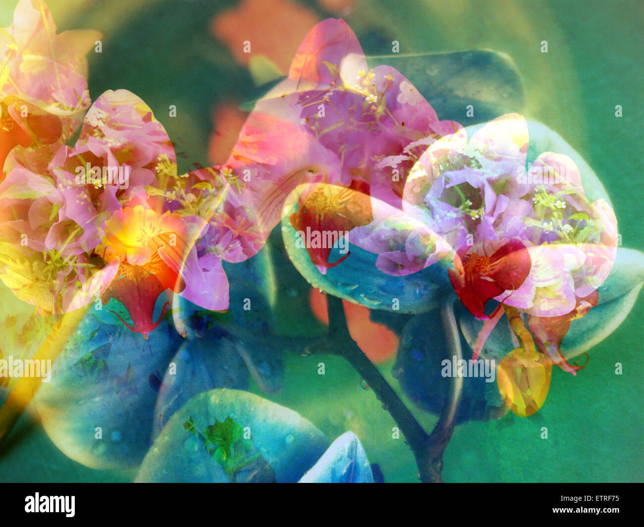 A Floral Montage Stock Photo - Alamy