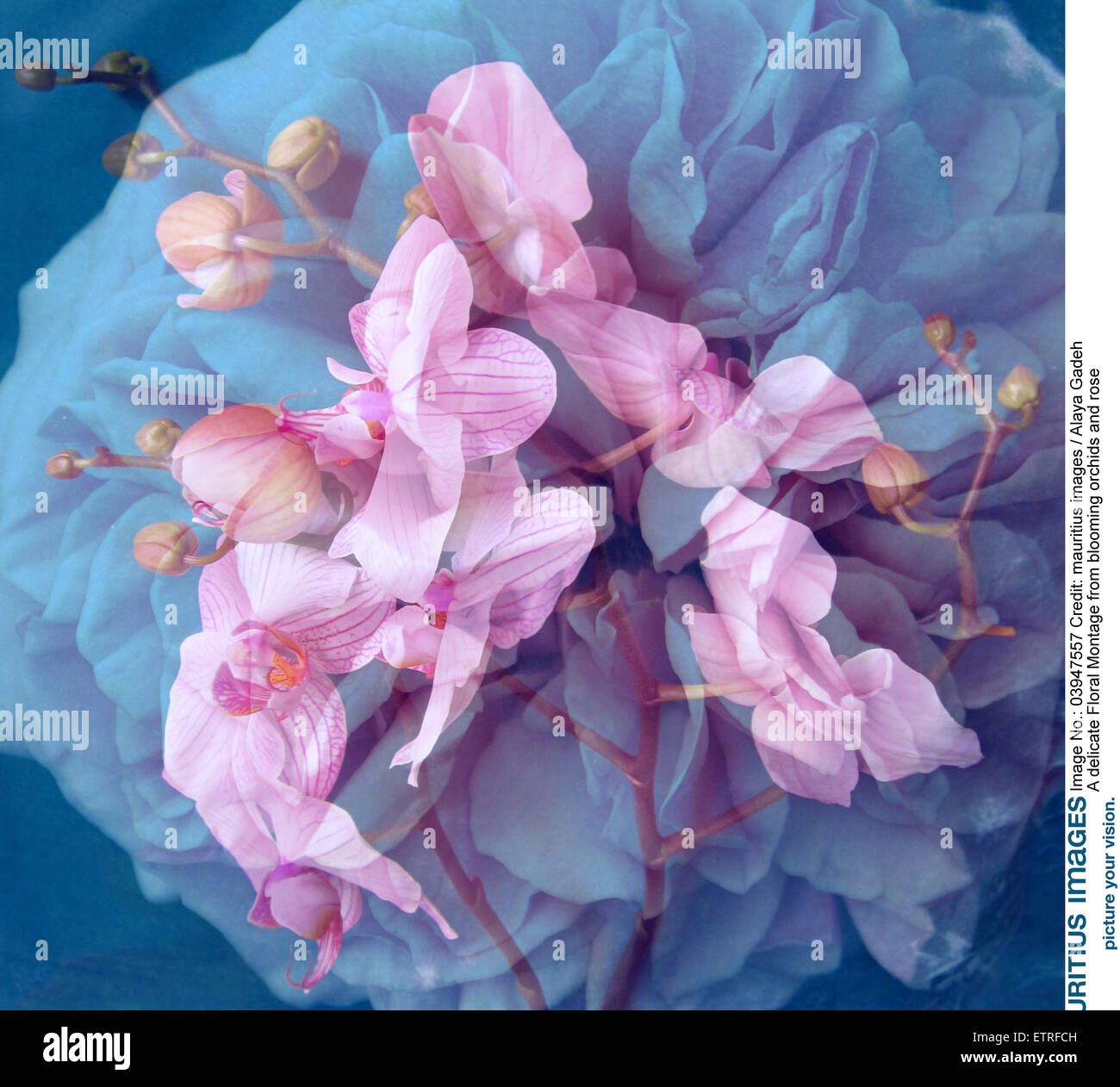 A delicate Floral Montage from blooming orchids and rose Stock Photo ...