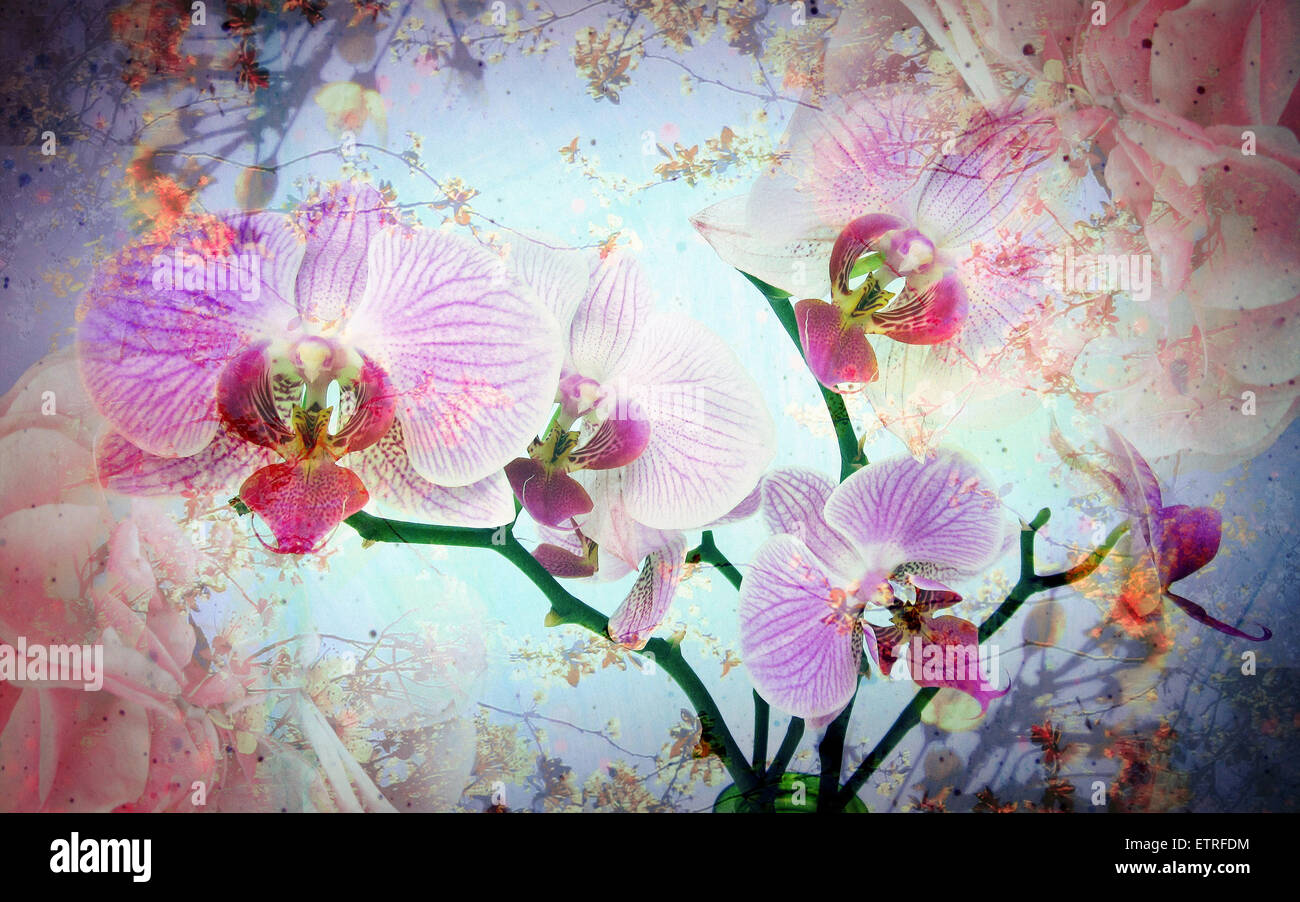 A Floral Montage Stock Photo - Alamy