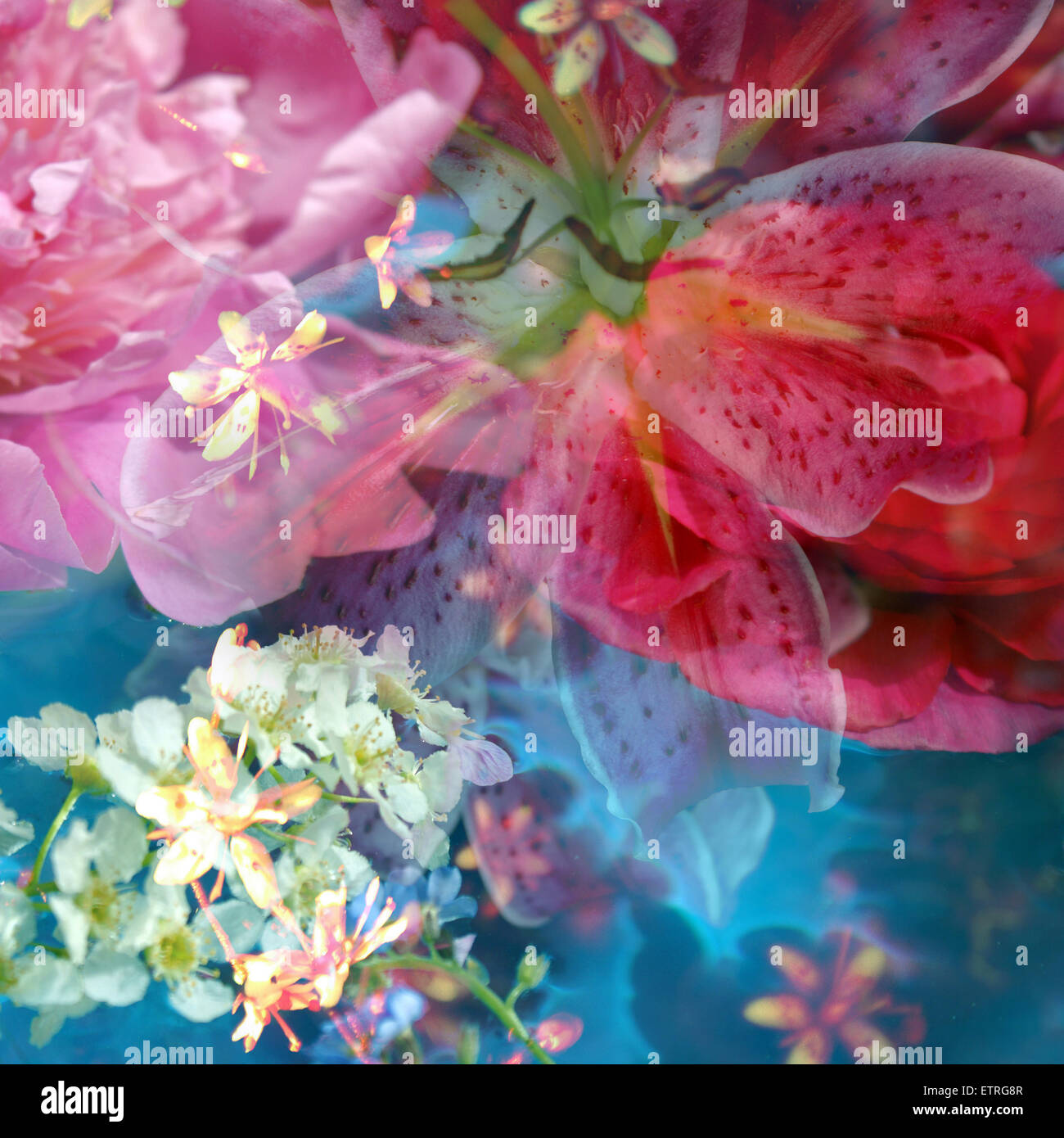 Floral Montage, photographic layer work from blossoms in blue water ...