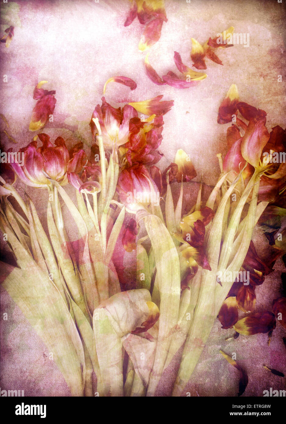 Floral Montage from almost faded tulips Stock Photo - Alamy
