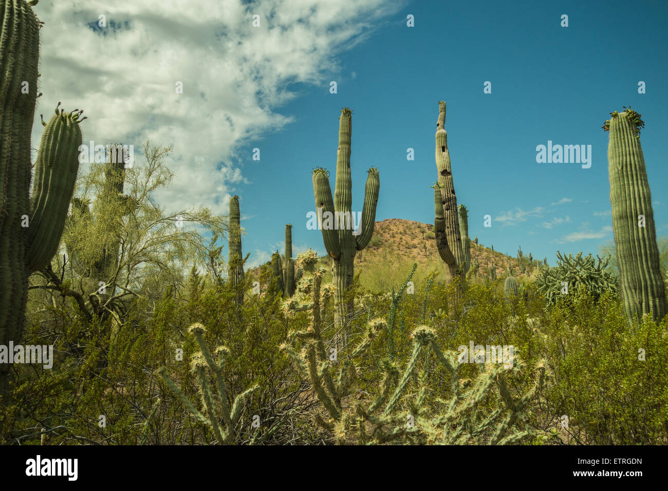 The Alien and Beautiful Life of the Desert in the Southwest USA Stock ...