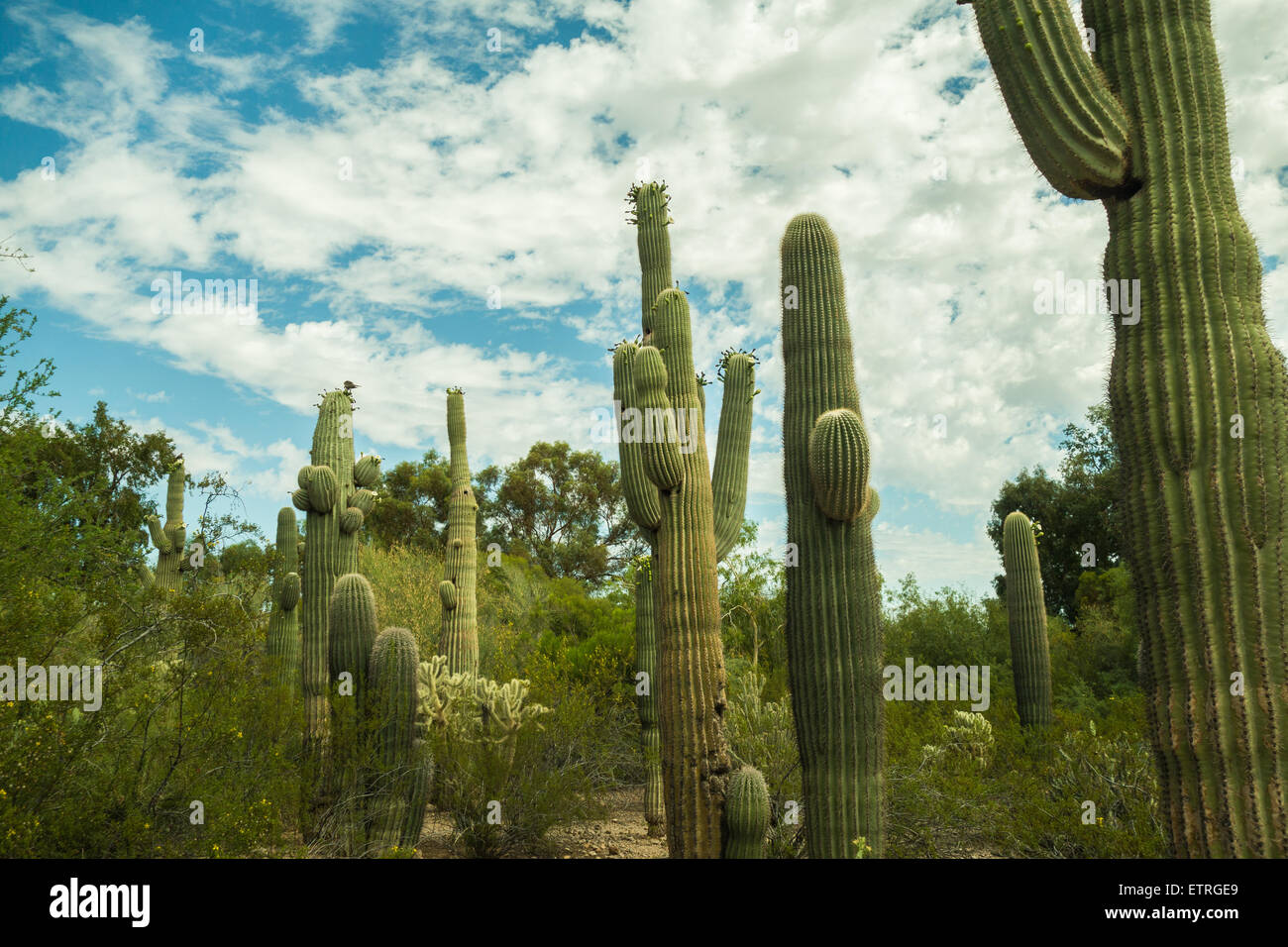 The Alien and Beautiful Life of the Desert in the Southwest USA Stock ...