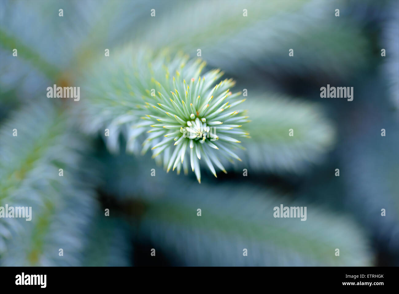 Trees and plants: tip of the fir tree branch, close-up shot, selective ...