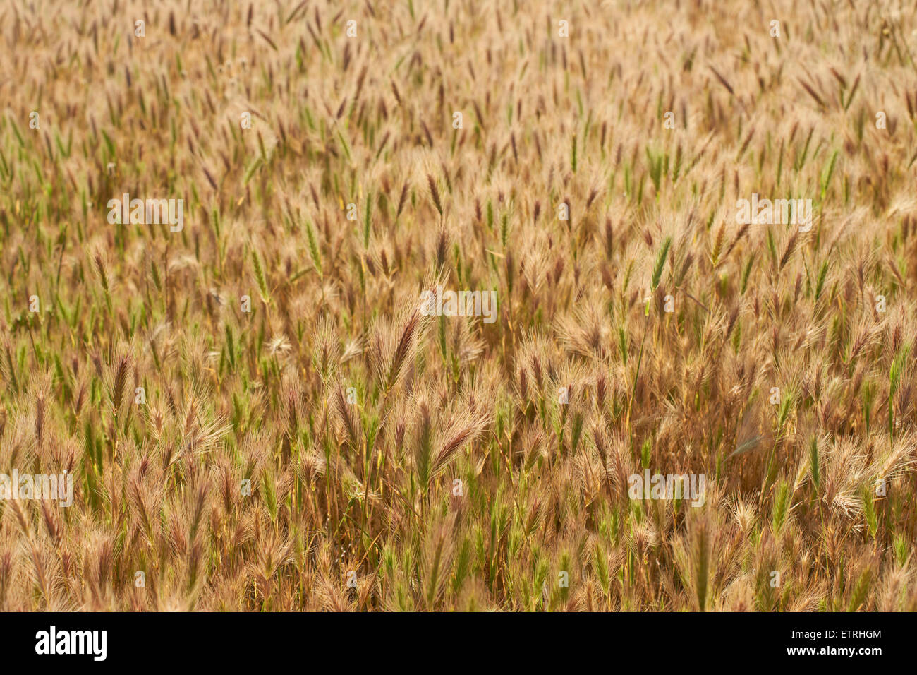 Field of ripe wheat Stock Photo - Alamy