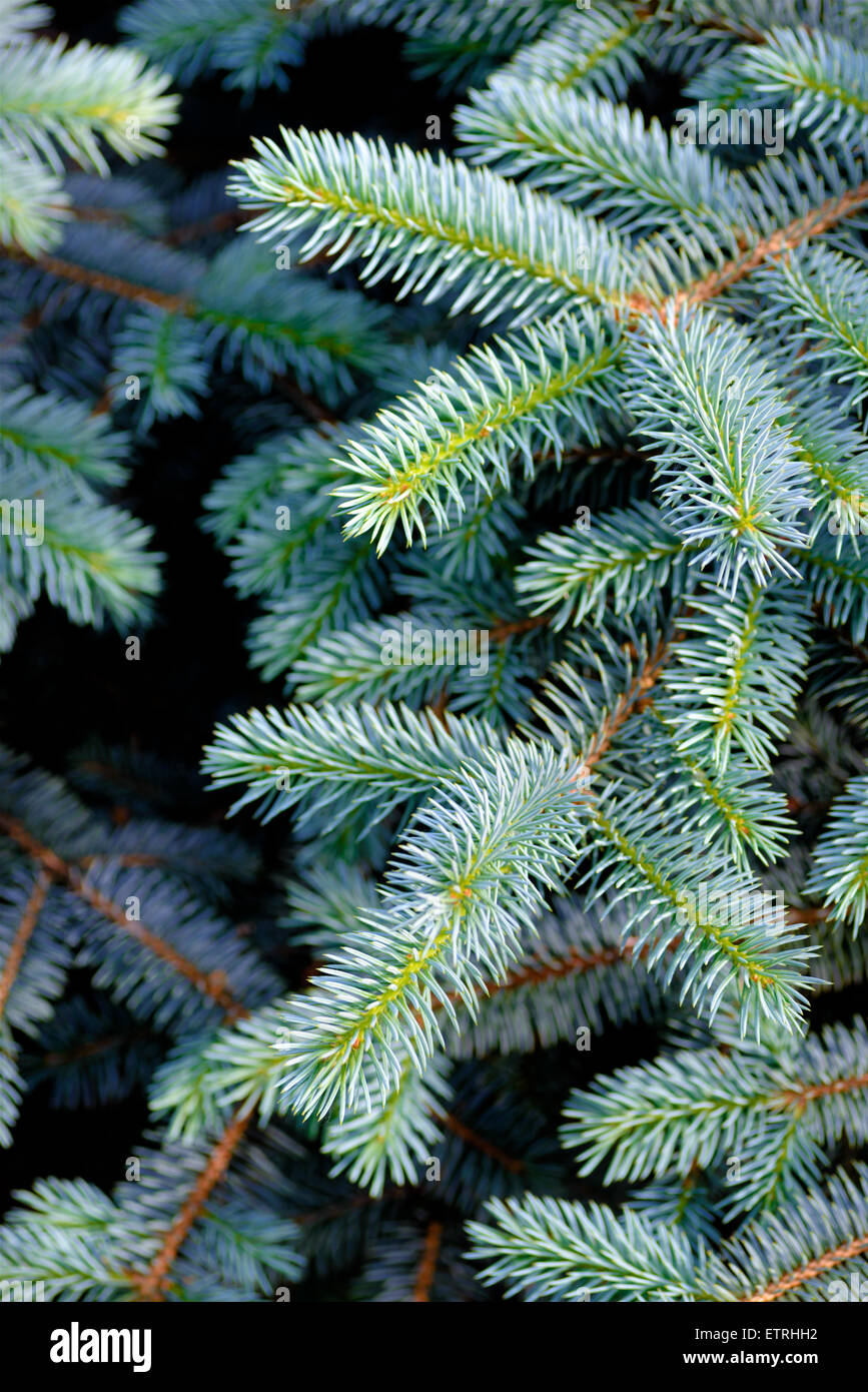 Backgrounds and textures: solid mix of blue fir tree branches, natural ...