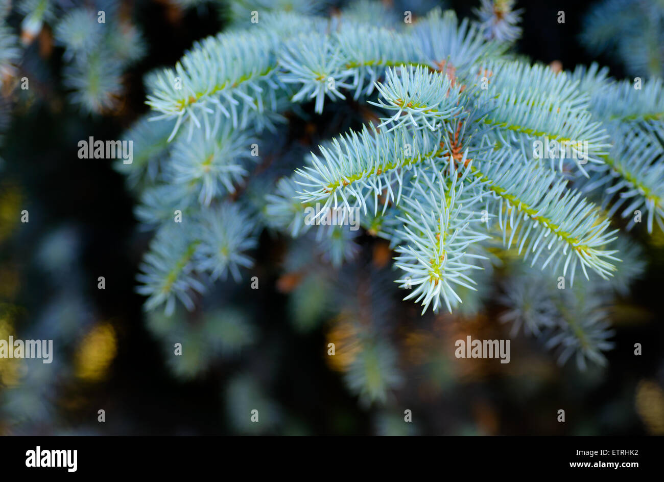 Backgrounds and textures: blue fir tree branch, dark background with ...