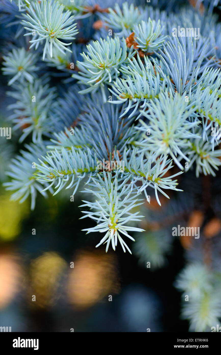 Backgrounds and textures: blue fir tree branch, dark background with ...