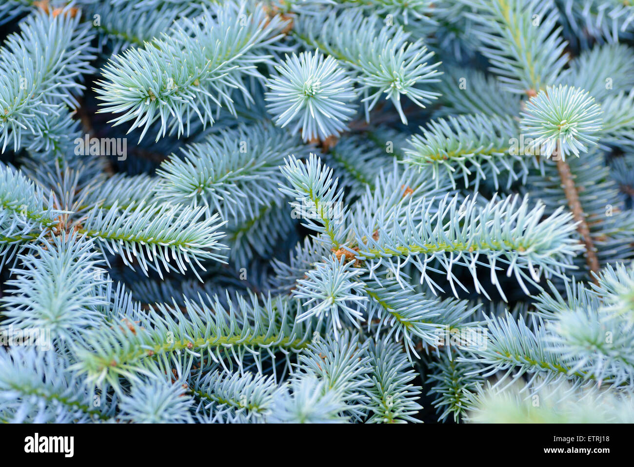 Backgrounds and textures: solid mix of blue fir tree branches, natural ...