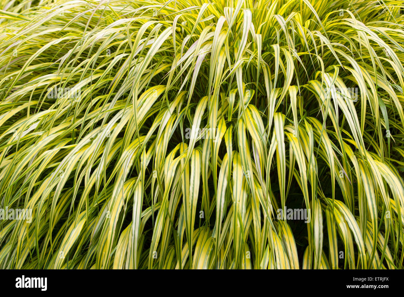 Hakonechloa hi-res stock photography and images - Alamy