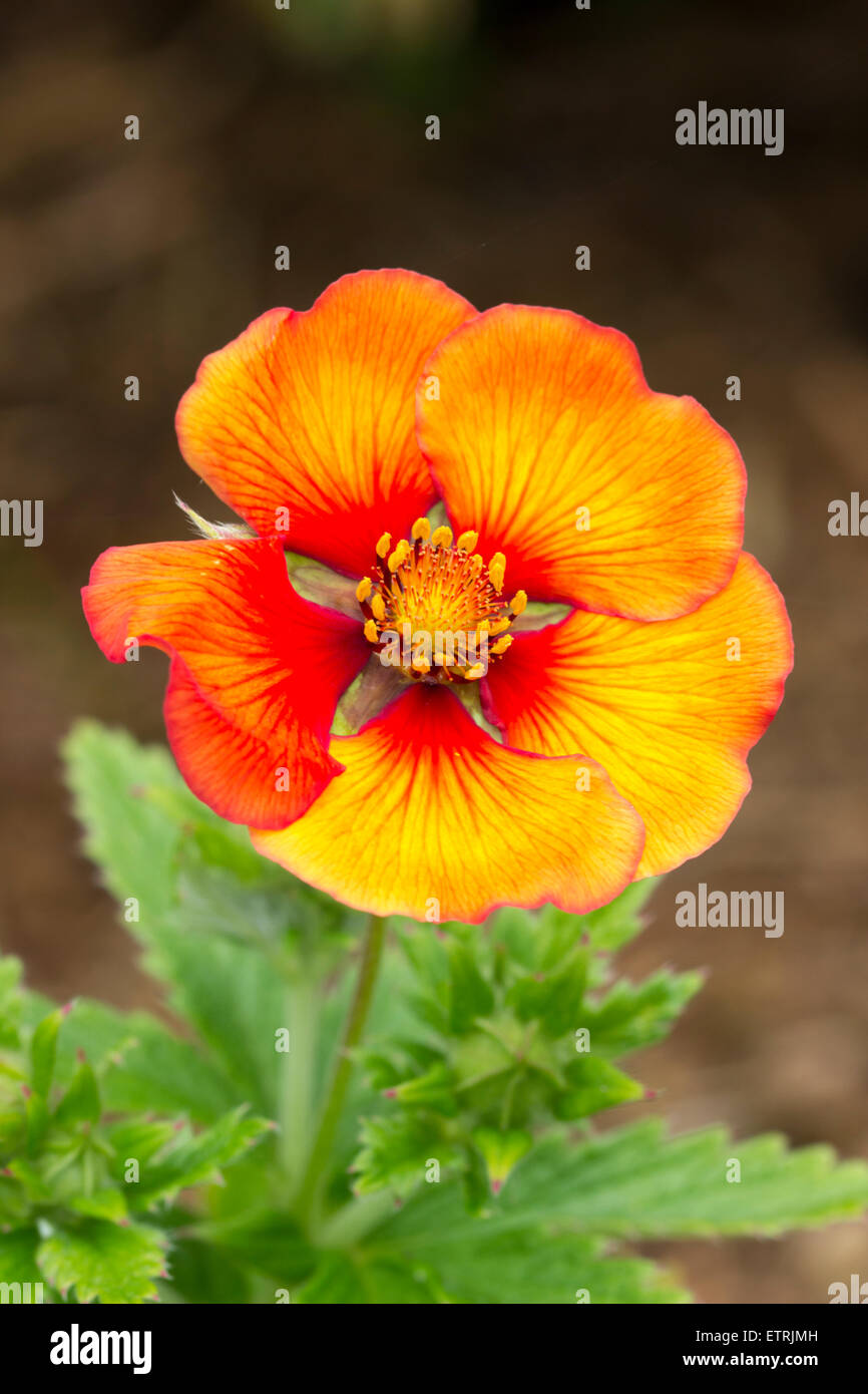 Red potentilla hi-res stock photography and images - Alamy