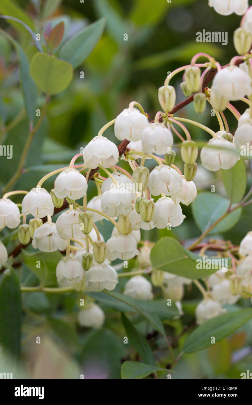 Early summer flowers of the glaucous leaved shrub, Zenobia pulverulenta ...