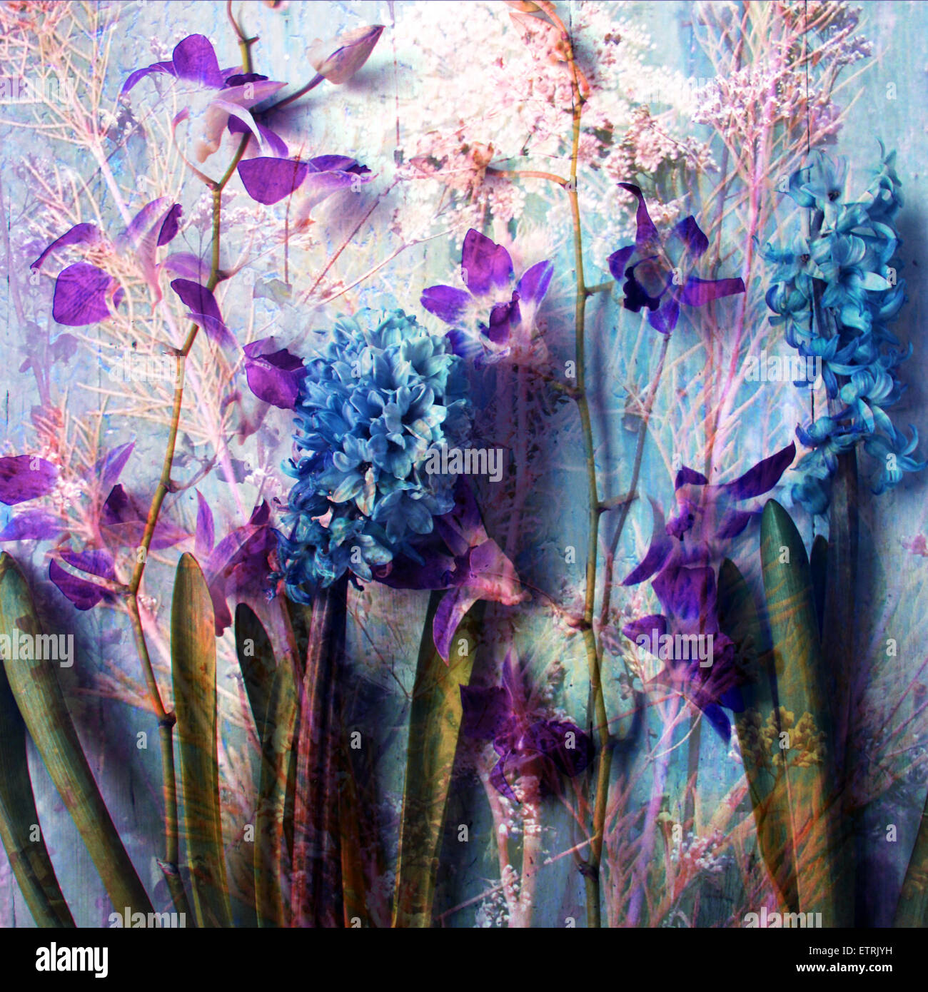 A Floral Montage Stock Photo - Alamy
