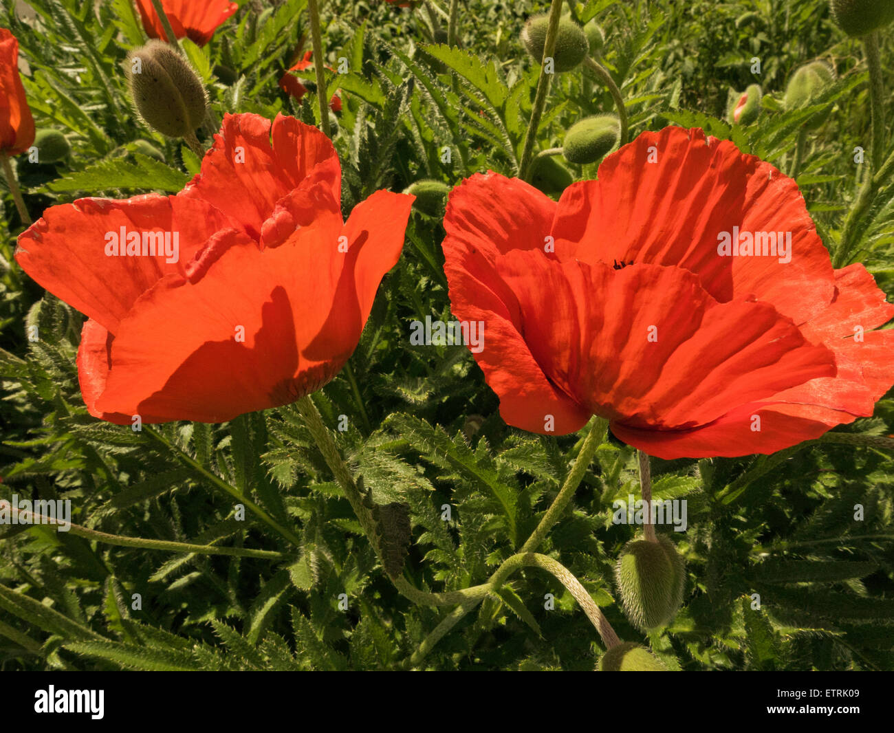 Oriental poppies in full bloom 'Papaver orientale' Stock Photo - Alamy