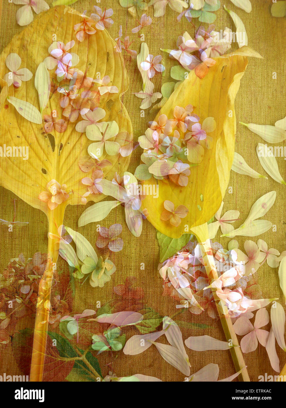 A Floral Montage with yellow leafes and pink hydrangea blossoms Stock ...