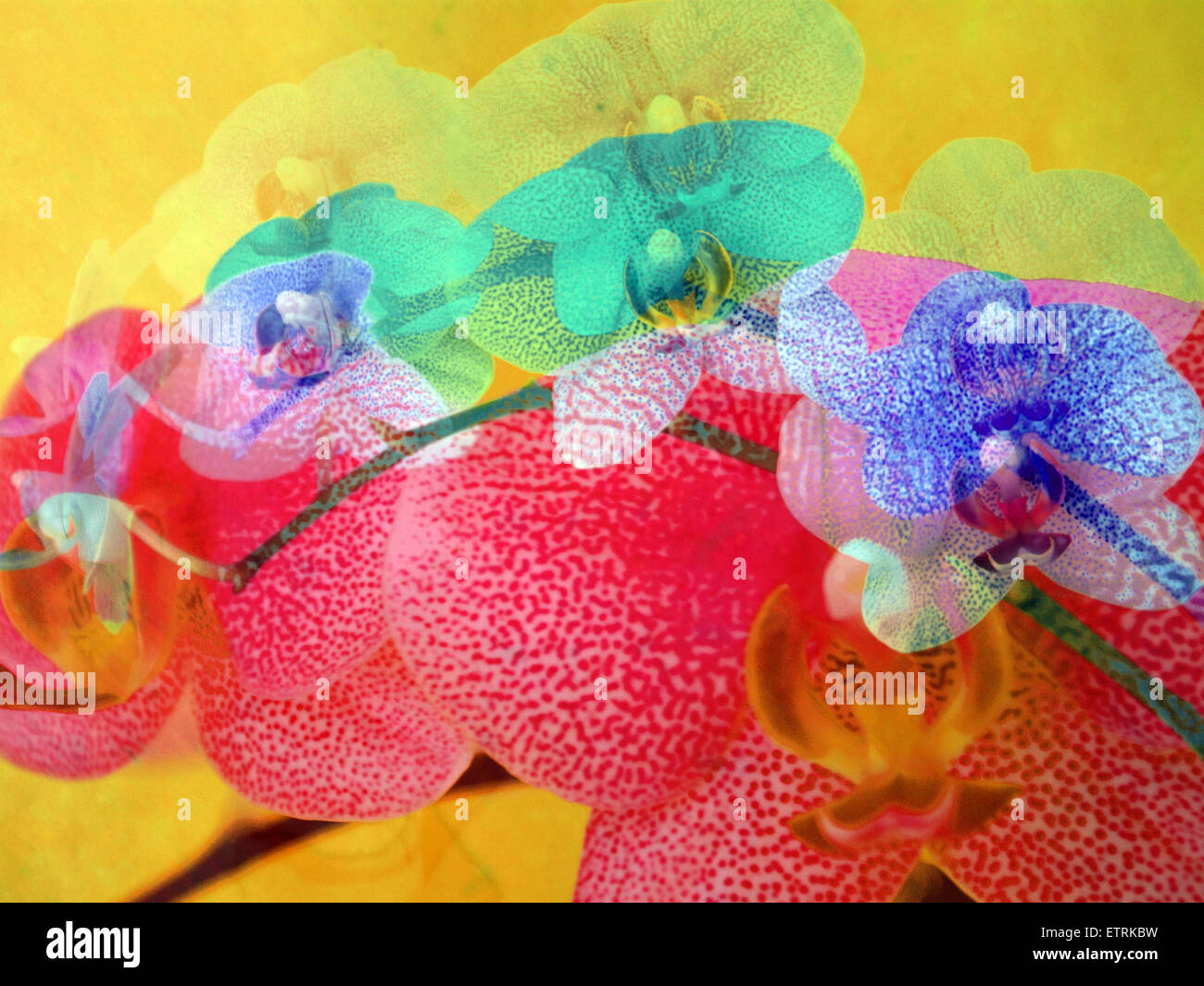 colorful layer work from orchids Stock Photo - Alamy