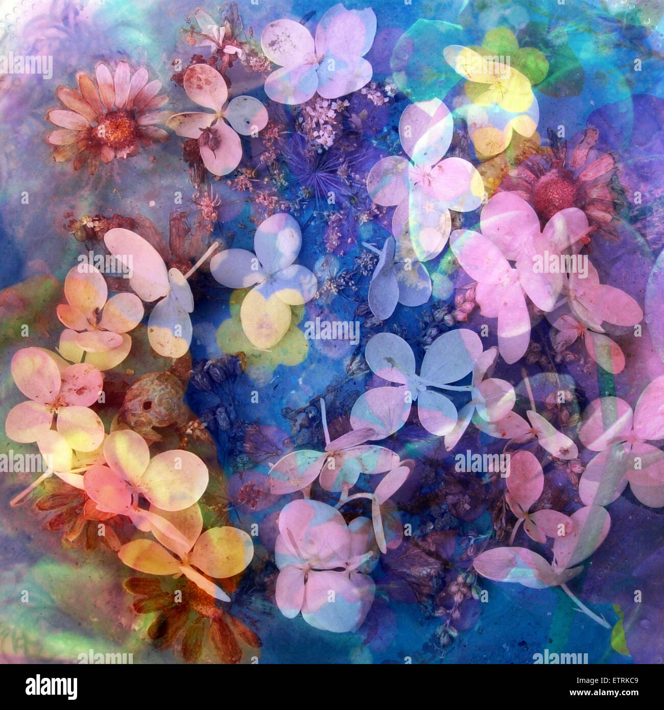 colorful translucent layer work from orchid and hydrangea Stock Photo ...