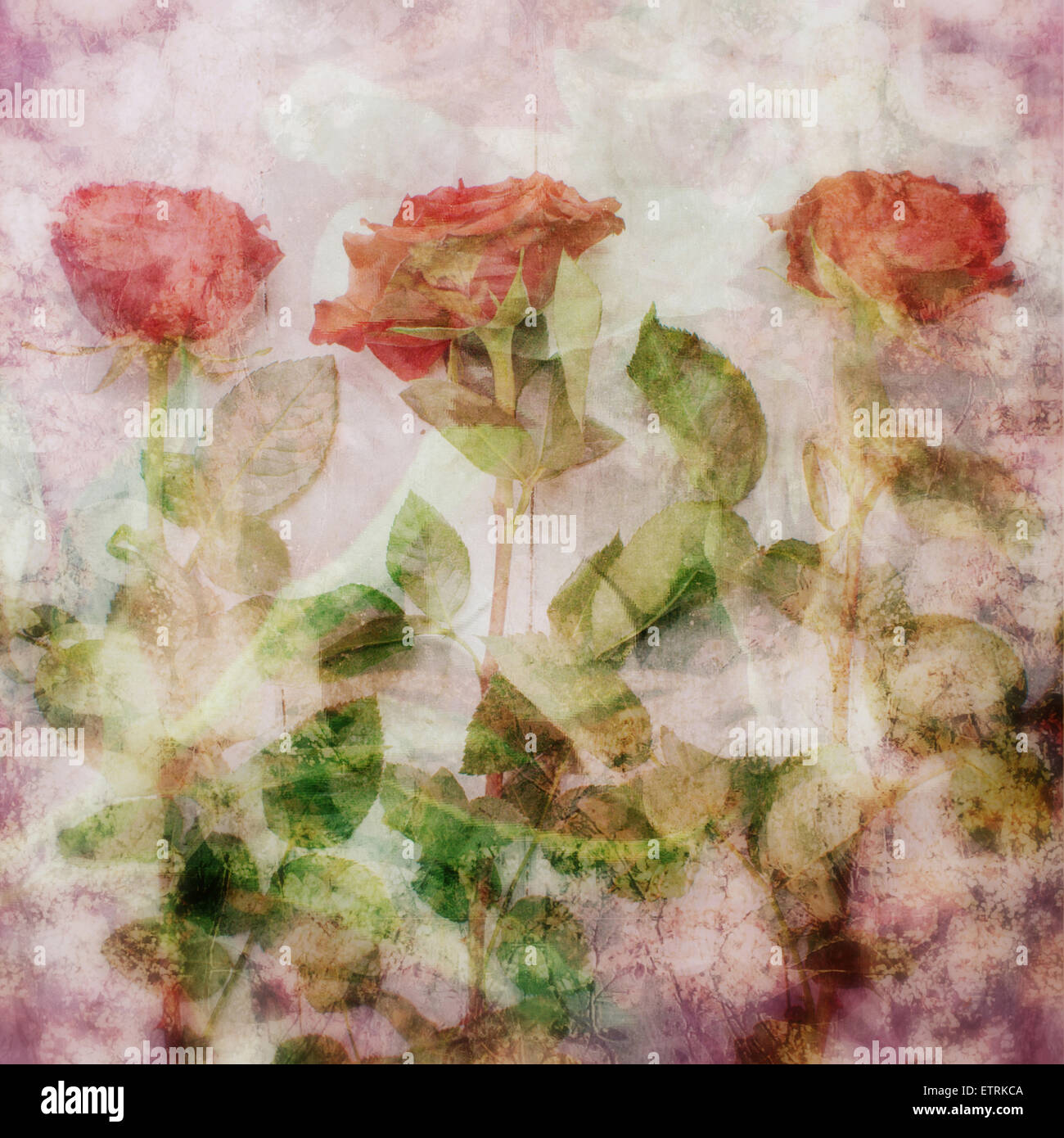 a dreamy floral montage from three red roses Stock Photo - Alamy