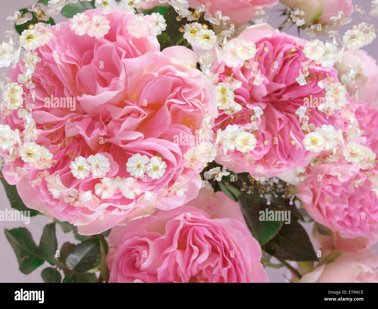 photographic layer work from flowers Stock Photo - Alamy