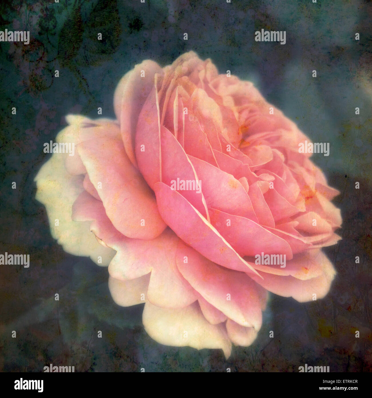 Apricot single flower hi-res stock photography and images - Alamy